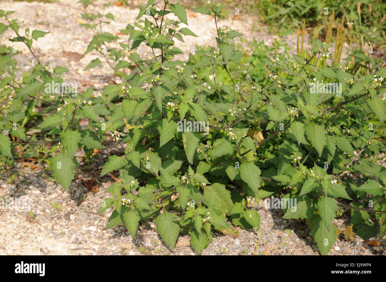 Morelle noire solanum nigrum Banque de photographies et d’images à ...