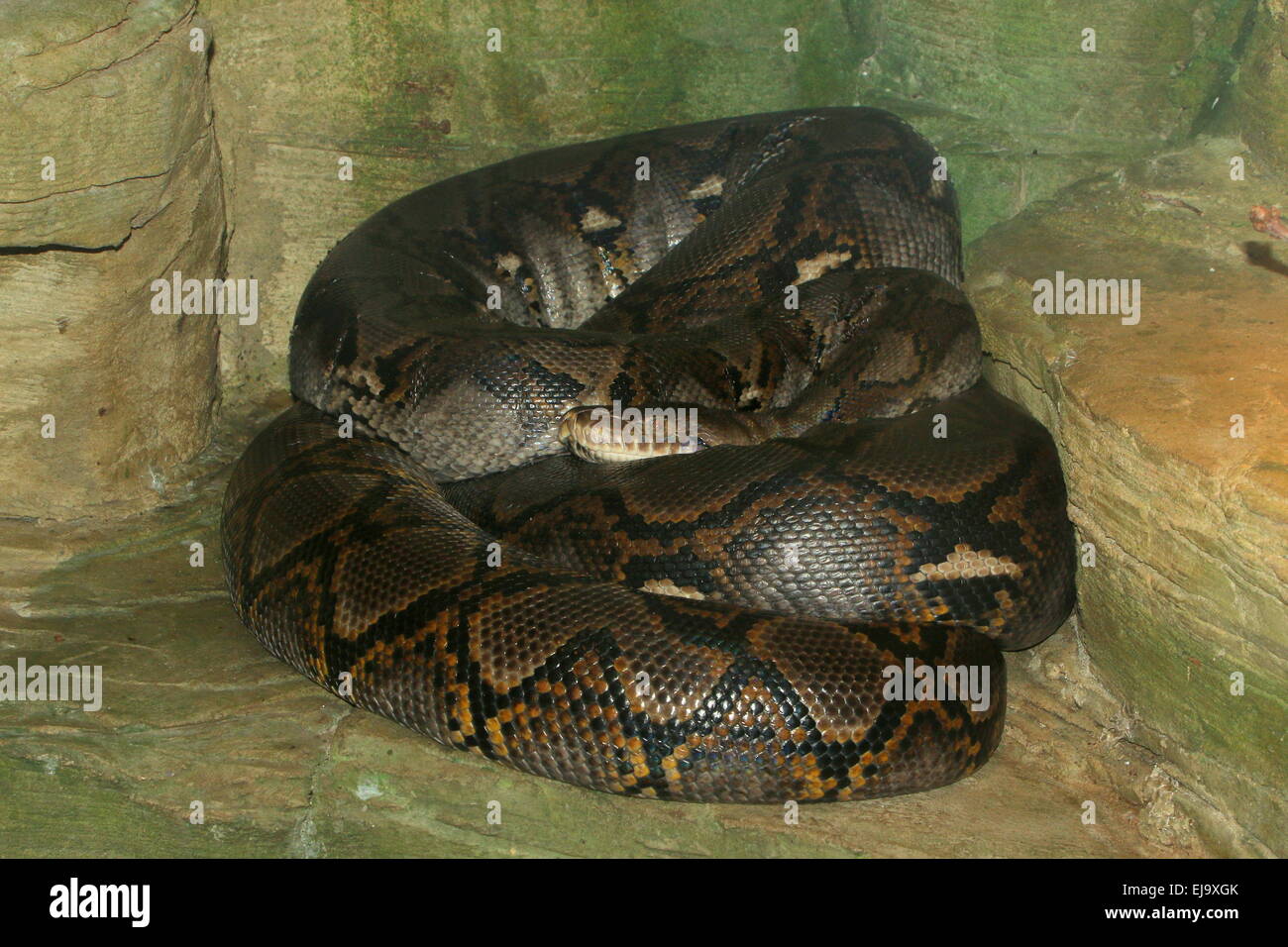 Python reticulatus Banque de photographies et d’images à haute résolution - Alamy