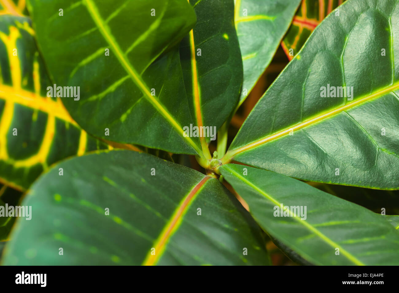 Leaves of the croton plant Banque de photographies et d’images à haute ...