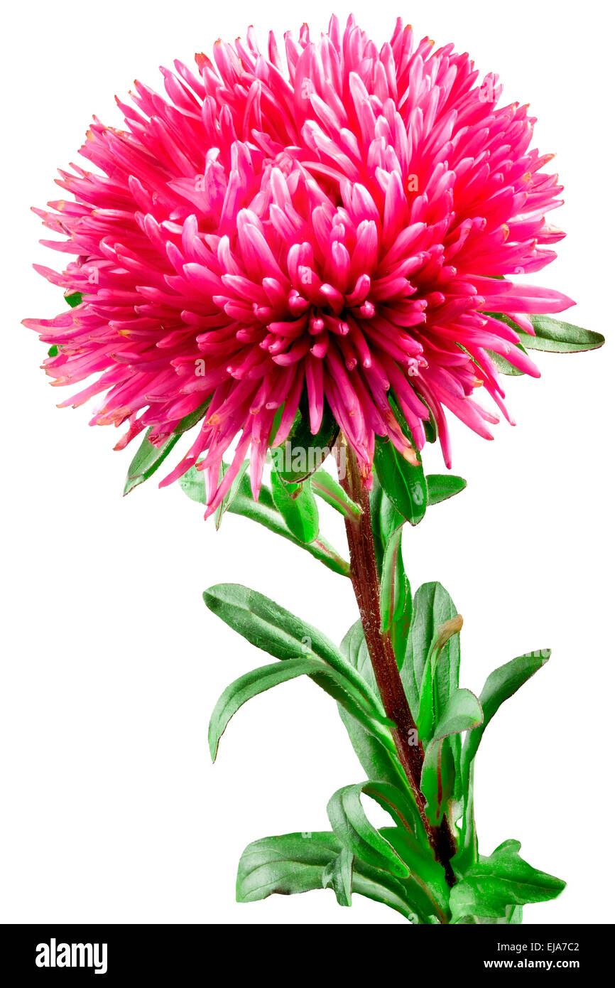 Aster de chine Banque d'images détourées - Alamy