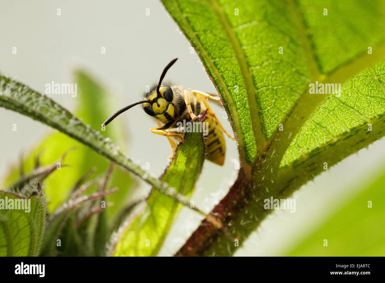 Vespula vulgaris Banque de photographies et d’images à haute résolution ...