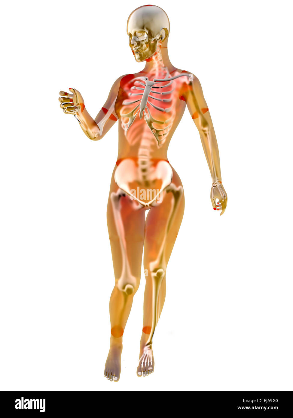 Female Muscles Diagram Banque De Photographies Et Dimages à Haute Résolution Alamy