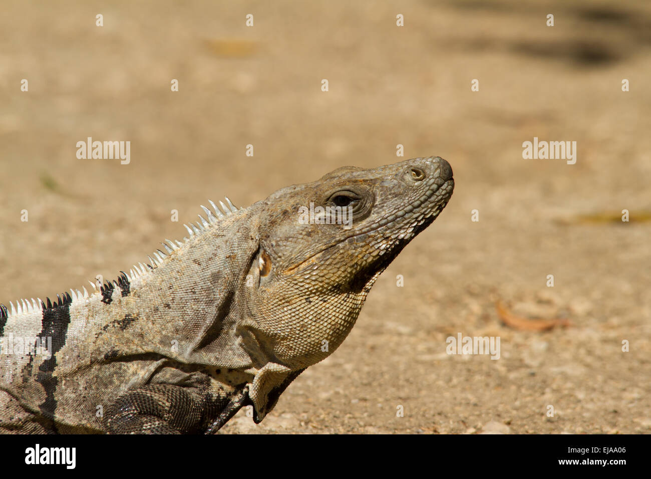 Iguane à queue épineuse noire Banque de photographies et d’images à ...