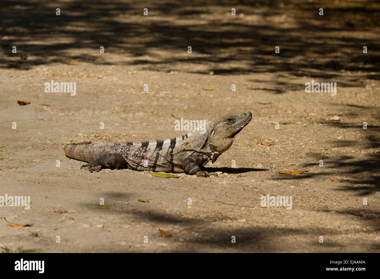 Iguane à queue épineuse noire Banque de photographies et d’images à ...