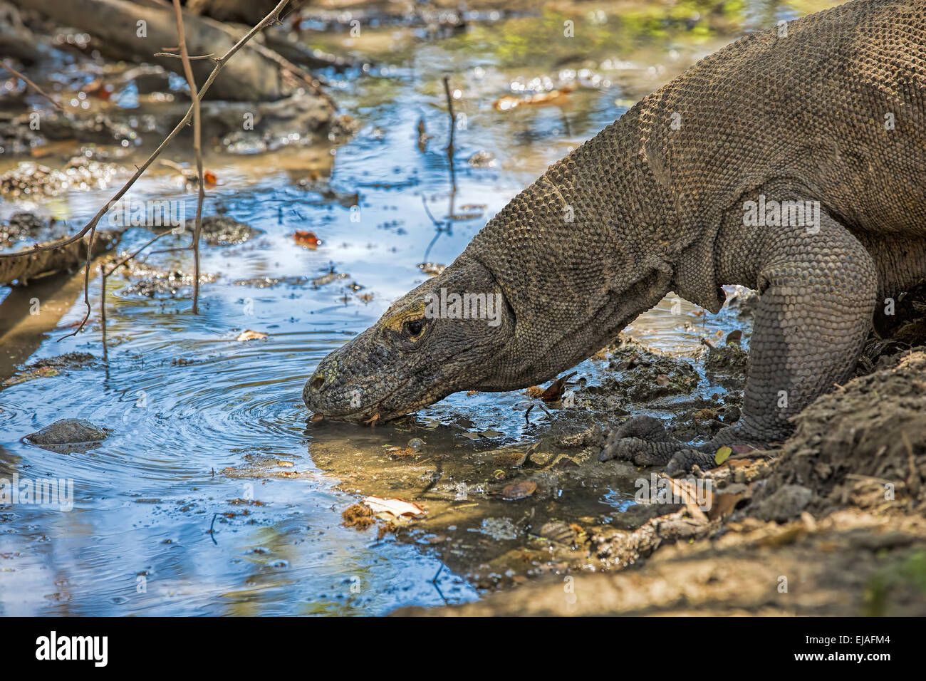 Dragon de komodo ou dragon de komodo ou varanus komodoensis Banque de ...