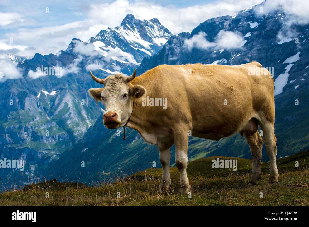 Grindelwald Vache - Alpes Bernoises - Suisse Photo Stock - Alamy