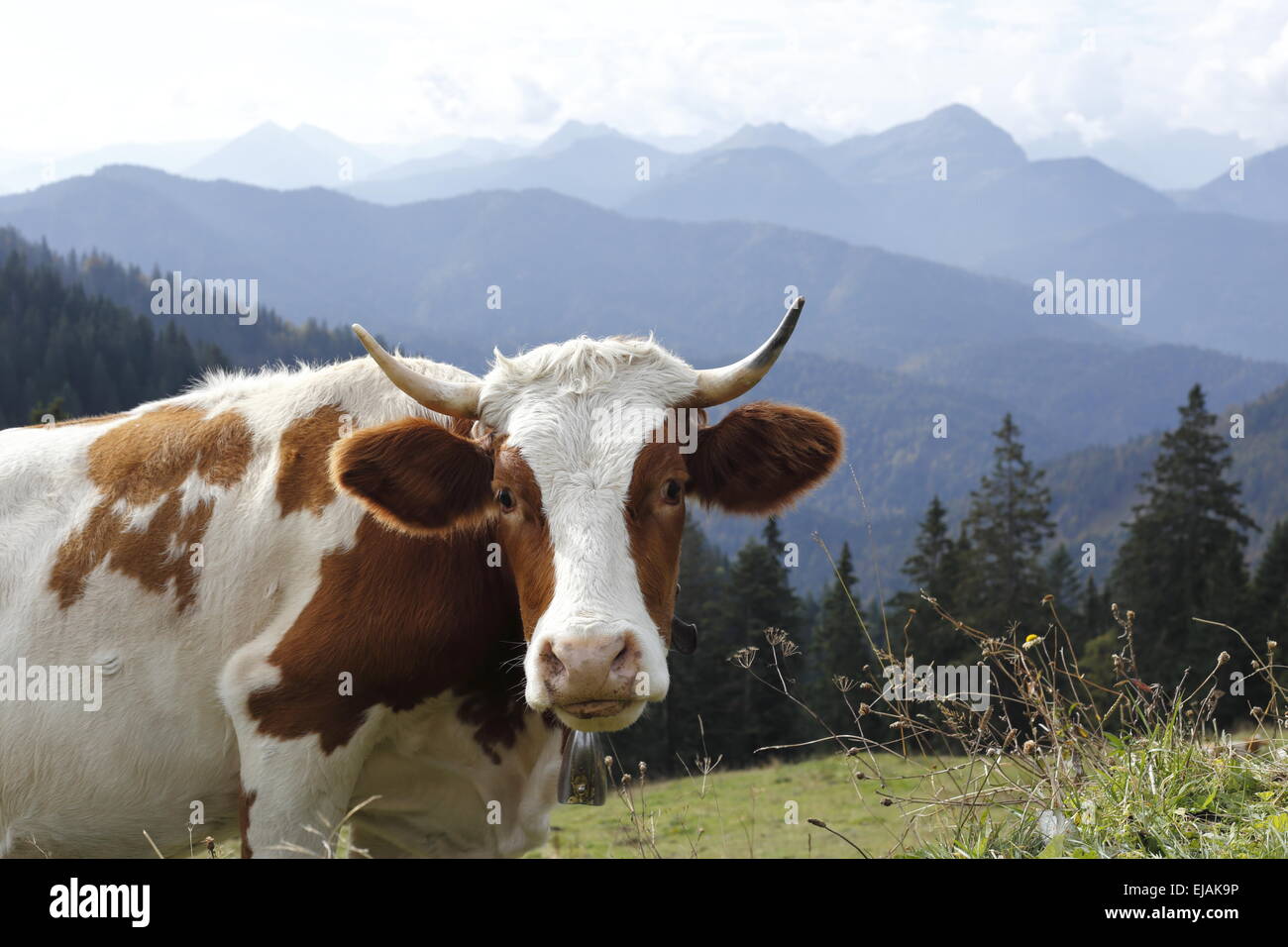 Vaches qui paissent dans les alpes Banque de photographies et d’images ...