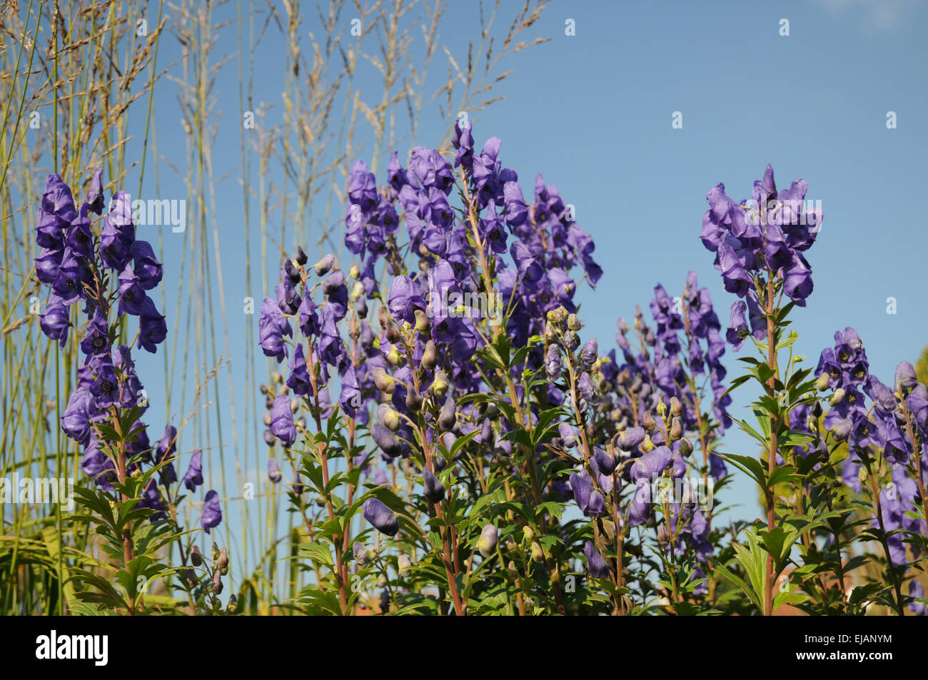 Indian aconite Banque de photographies et d’images à haute résolution ...
