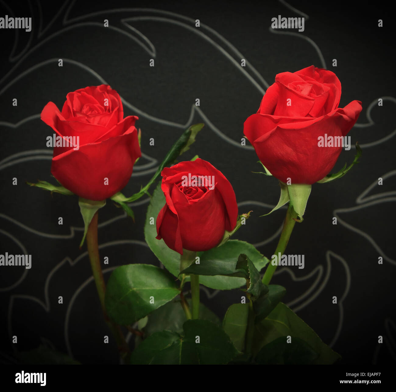 Roses rouges et noires Banque de photographies et d’images à haute ...