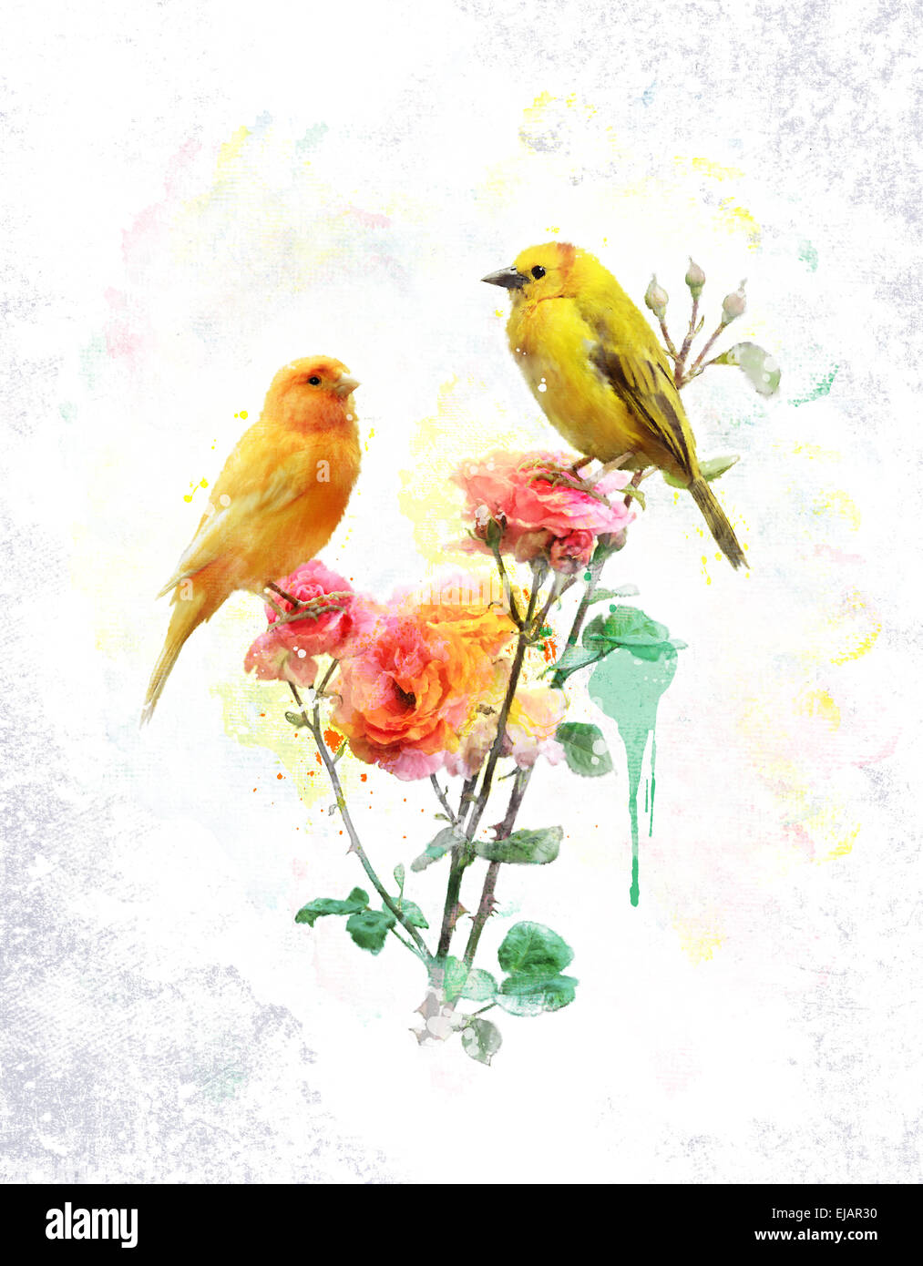 Oiseaux d'aquarelle Banque de photographies et d’images à haute ...