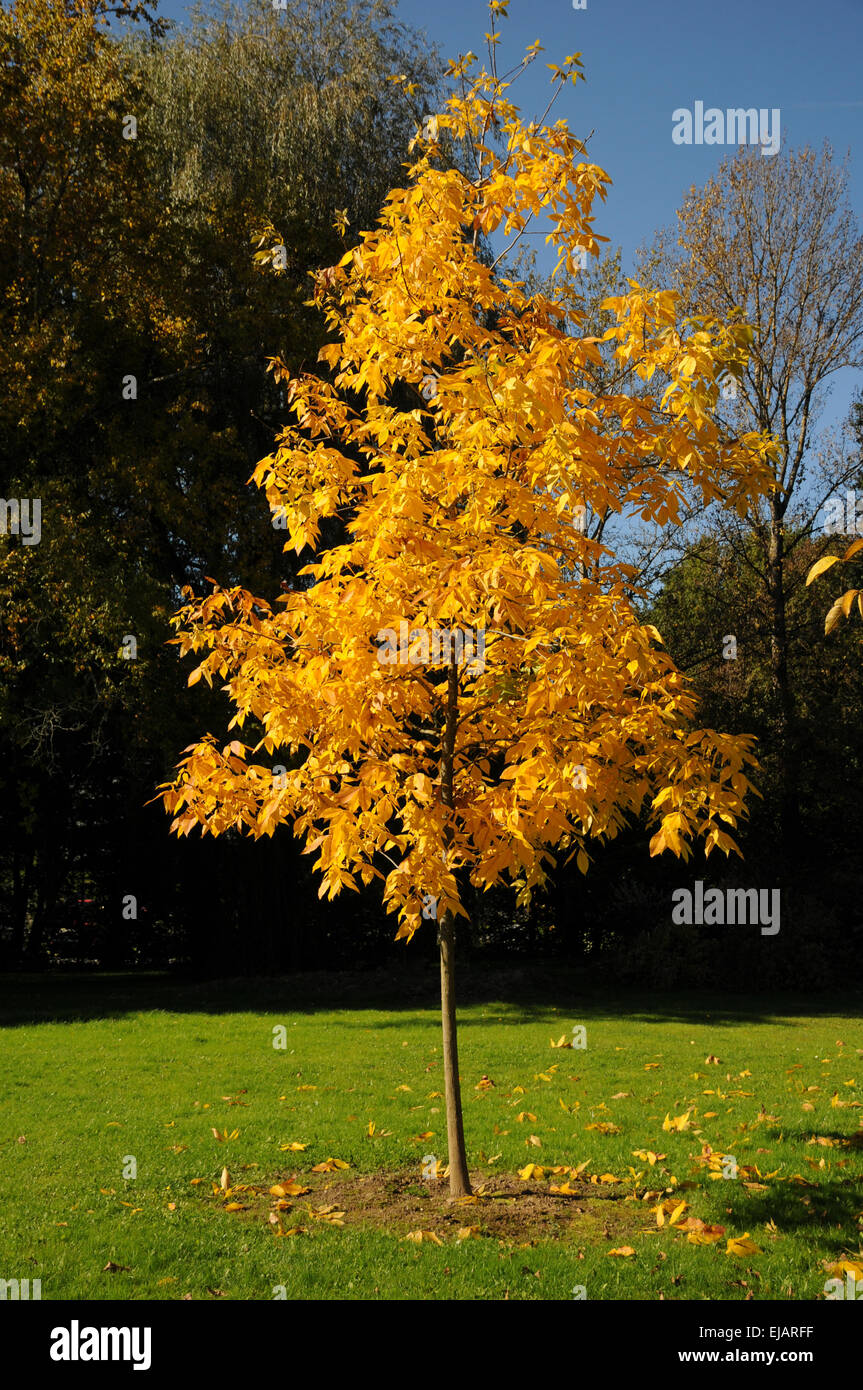 Shagbark hickory carya Banque de photographies et d’images à haute ...