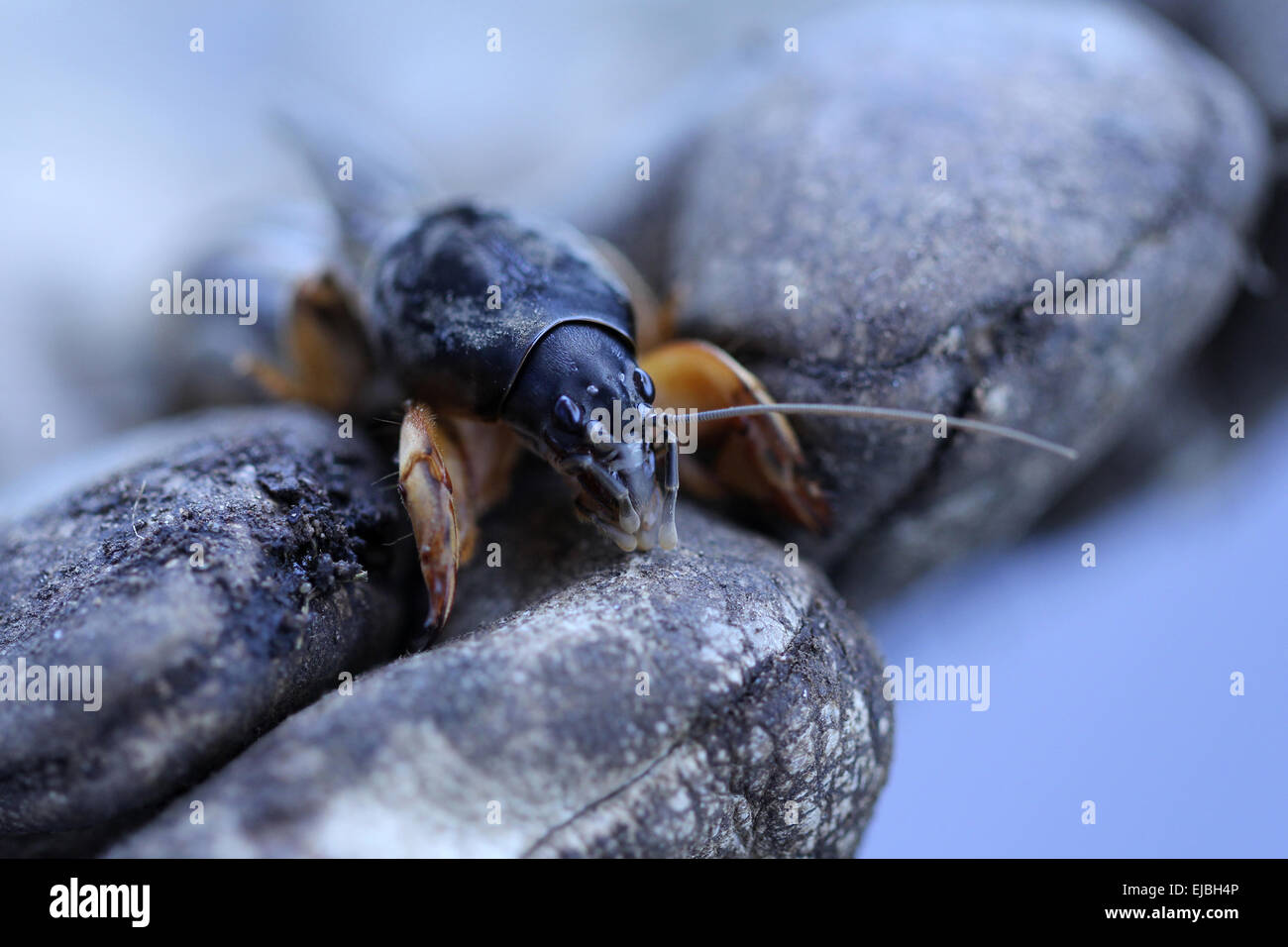 Locusts mouthparts Banque de photographies et d’images à haute ...