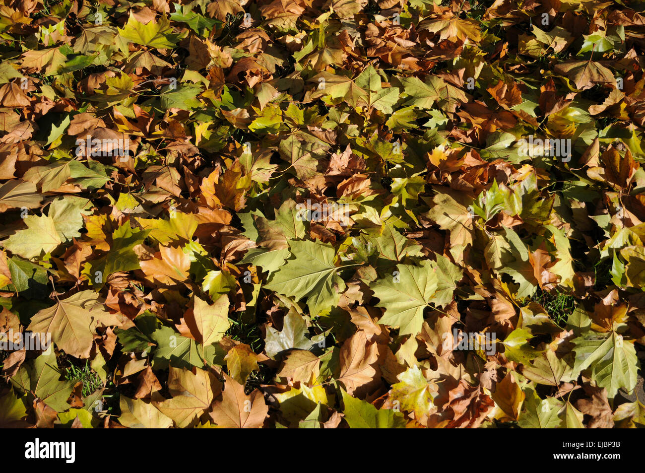 Feuilles de platane Banque de photographies et d’images à haute ...