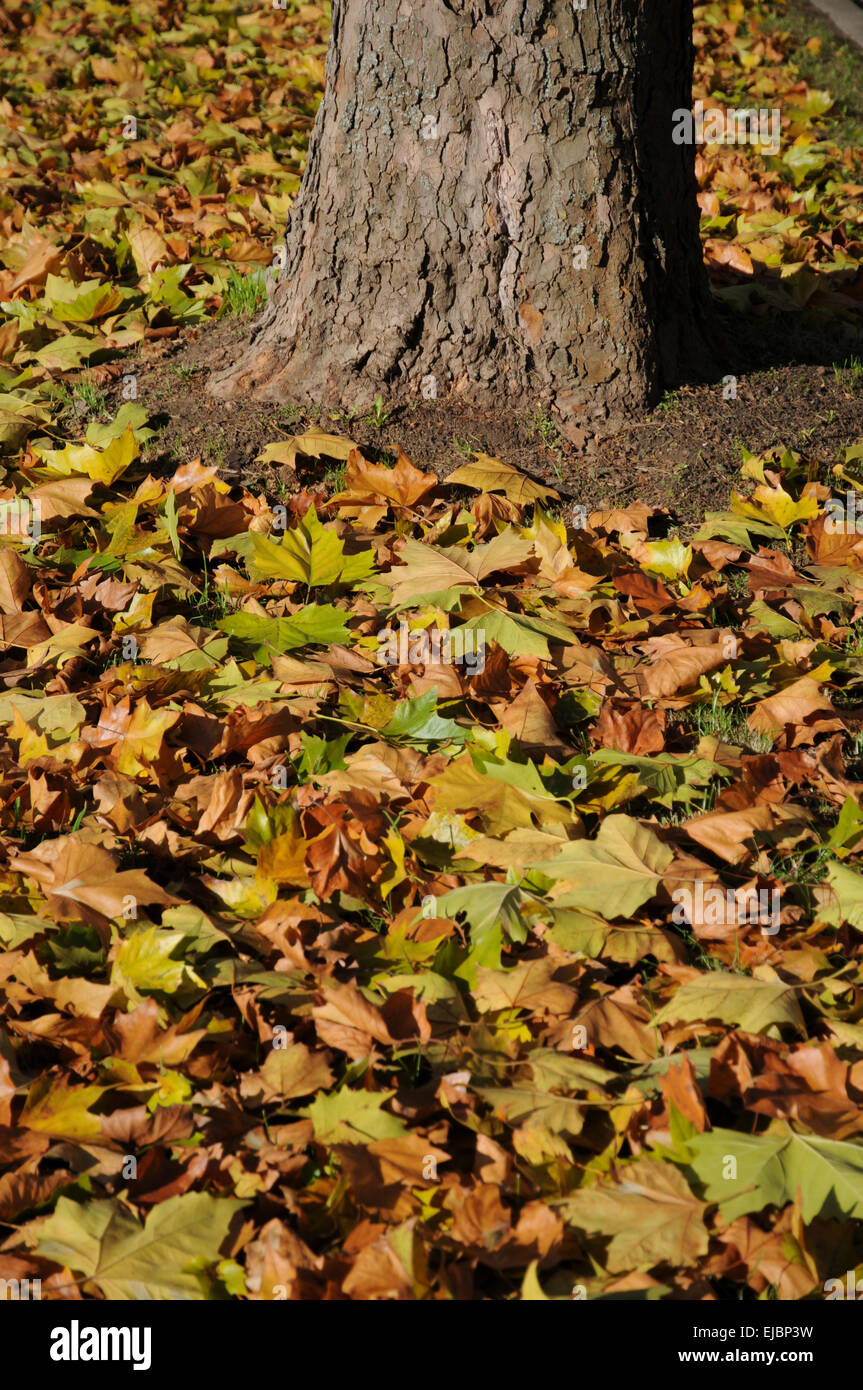 Feuilles de platane Banque de photographies et d’images à haute ...