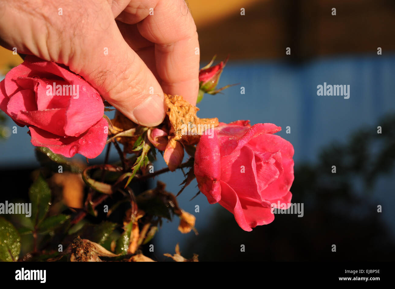 Coupe de rose Banque de photographies et d’images à haute résolution ...