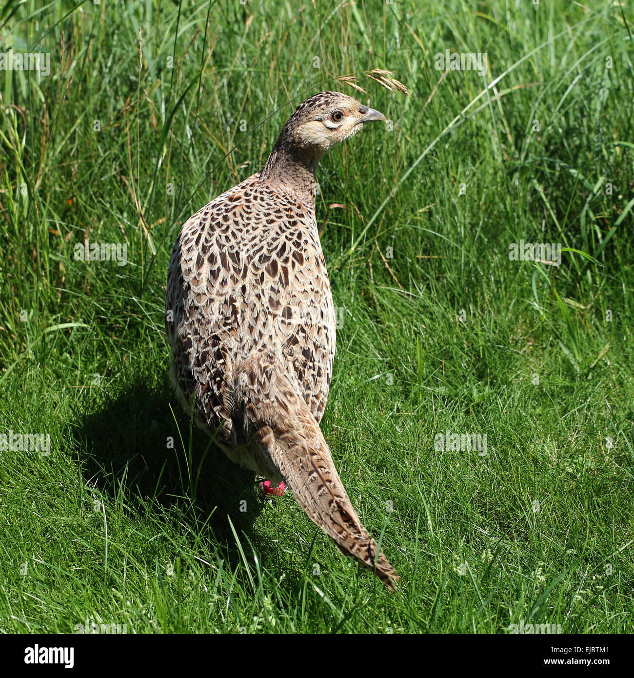 Poule faisan Banque de photographies et d’images à haute résolution - Alamy