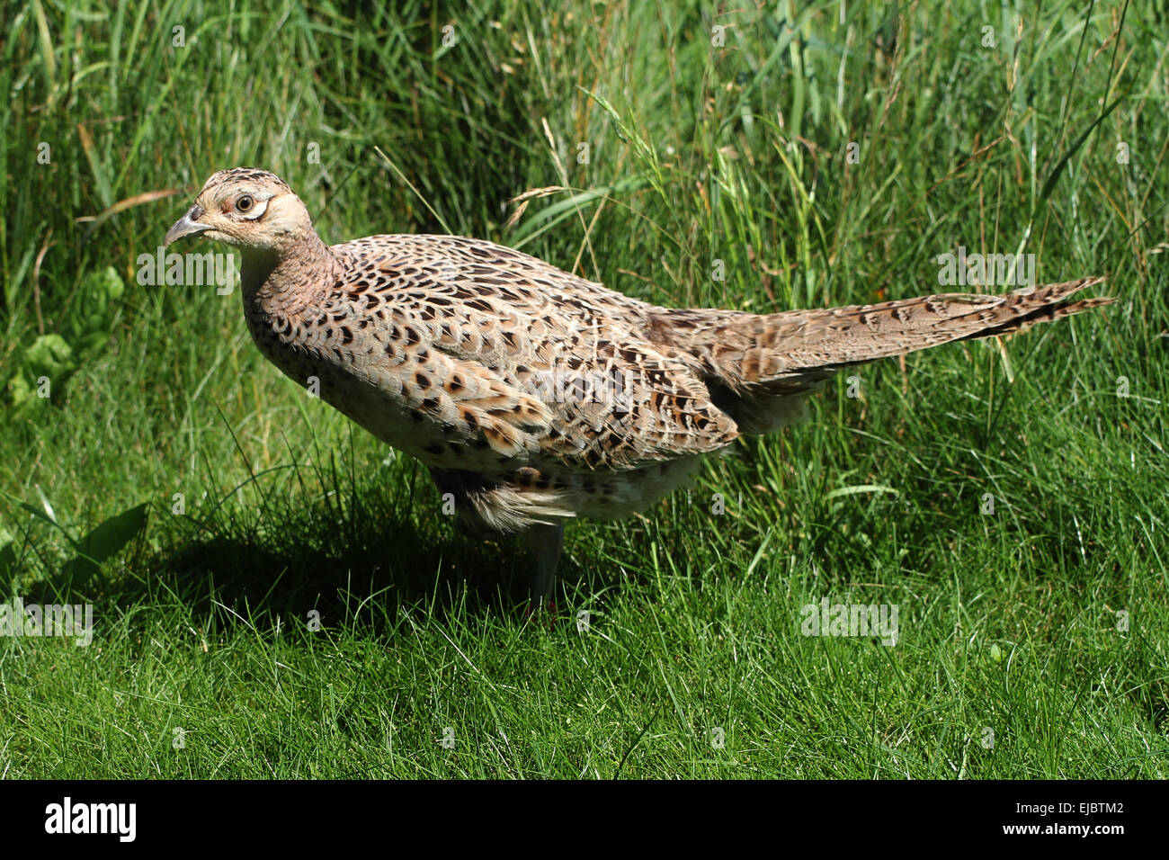 Poule faisan Banque de photographies et d’images à haute résolution - Alamy