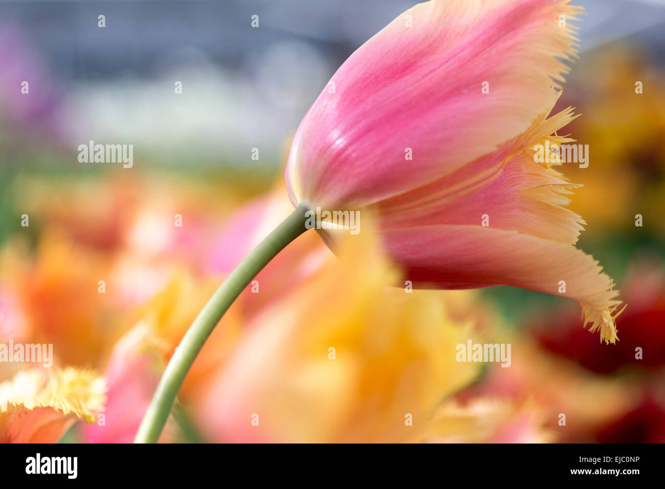 Tulipa lambada Banque de photographies et d’images à haute résolution ...