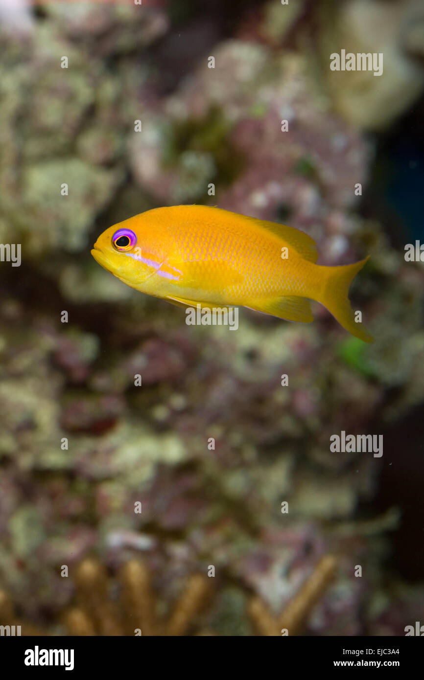 Poissons d'aquarium avec nageoires et queue jaunes Banque de ...