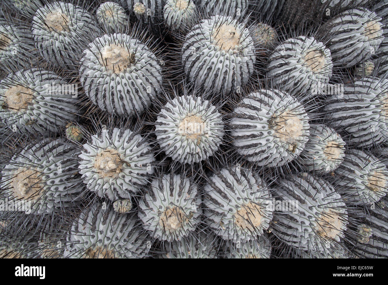 Copiapoa dealbata Banque de photographies et d’images à haute ...