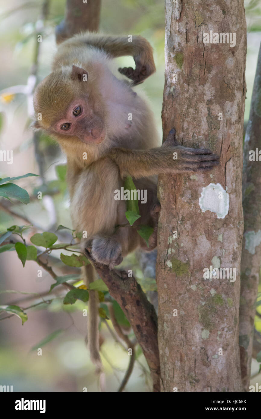 Assam makak Banque de photographies et d’images à haute résolution - Alamy