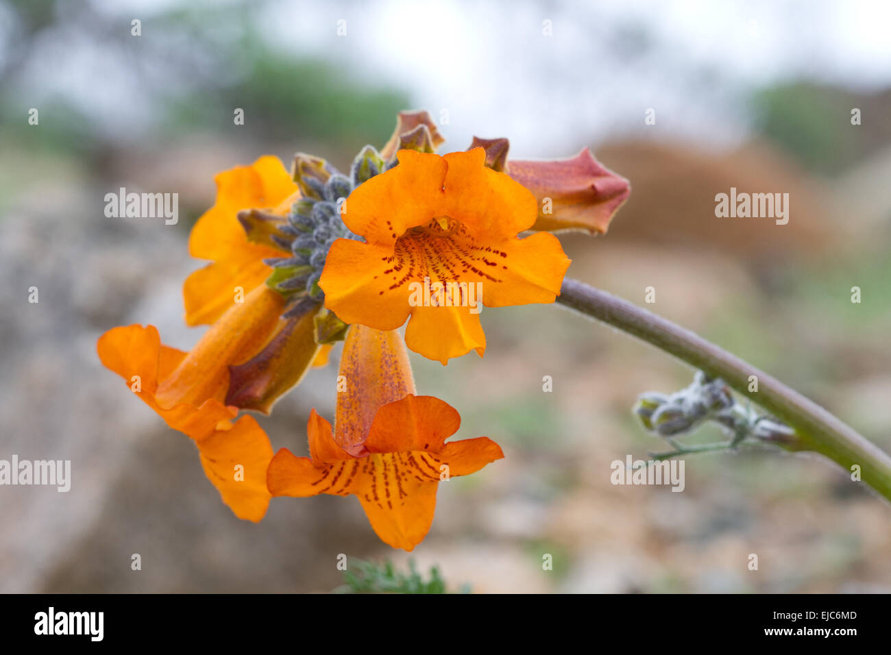 Argylia radiata Banque de photographies et d’images à haute résolution ...