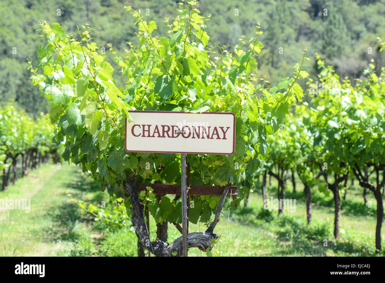 Chardonnay sign Banque de photographies et d’images à haute résolution ...