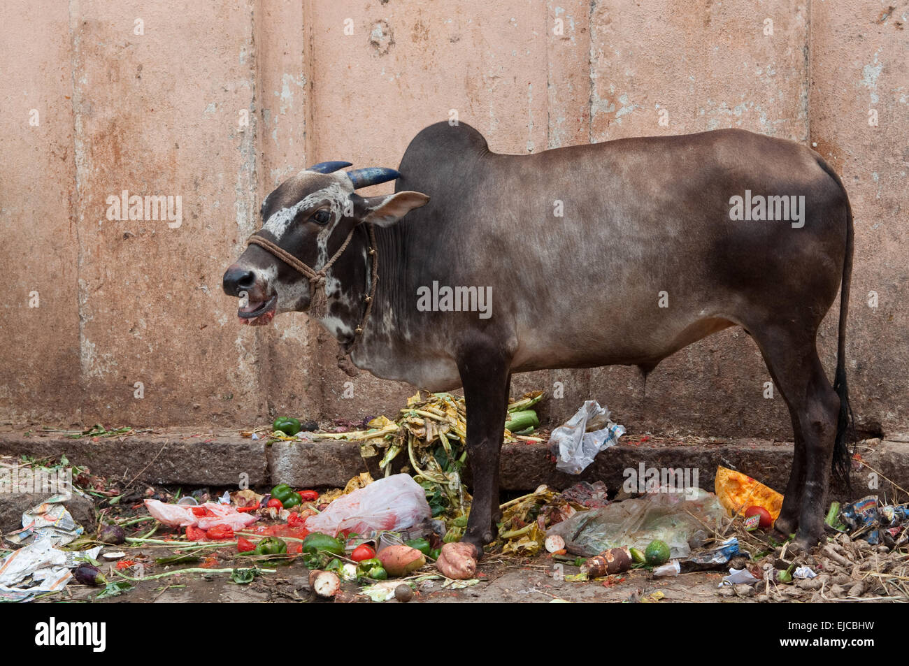 Vache sacrée en inde Banque de photographies et d’images à haute ...