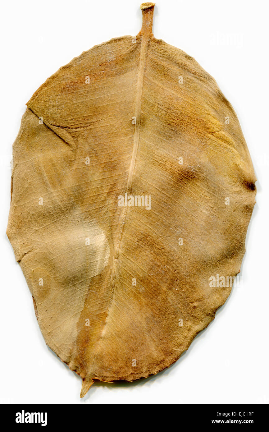 Feuille sèche Banque de photographies et d’images à haute résolution ...