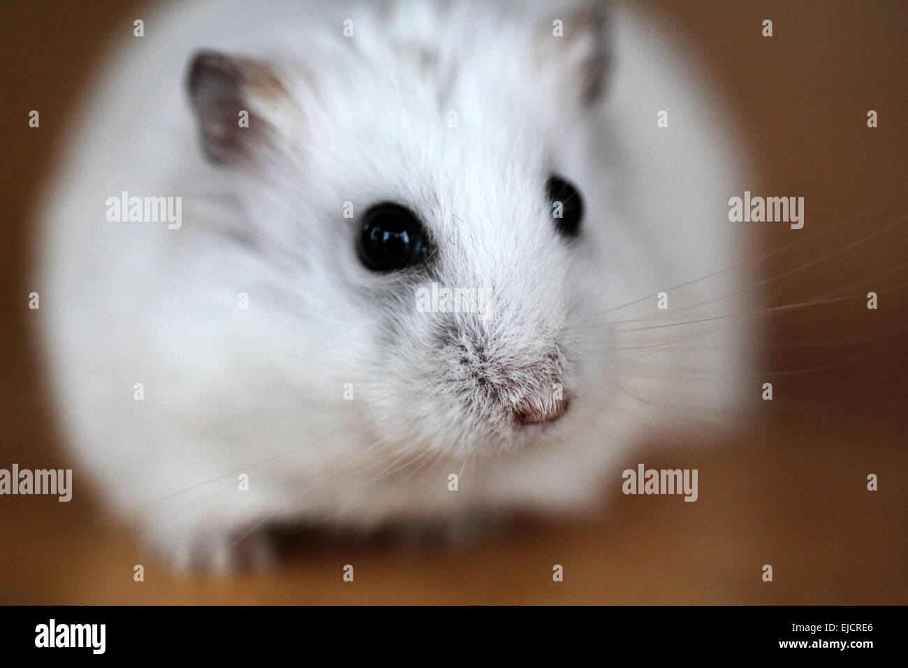 Hamster sibérien Banque de photographies et d’images à haute résolution ...