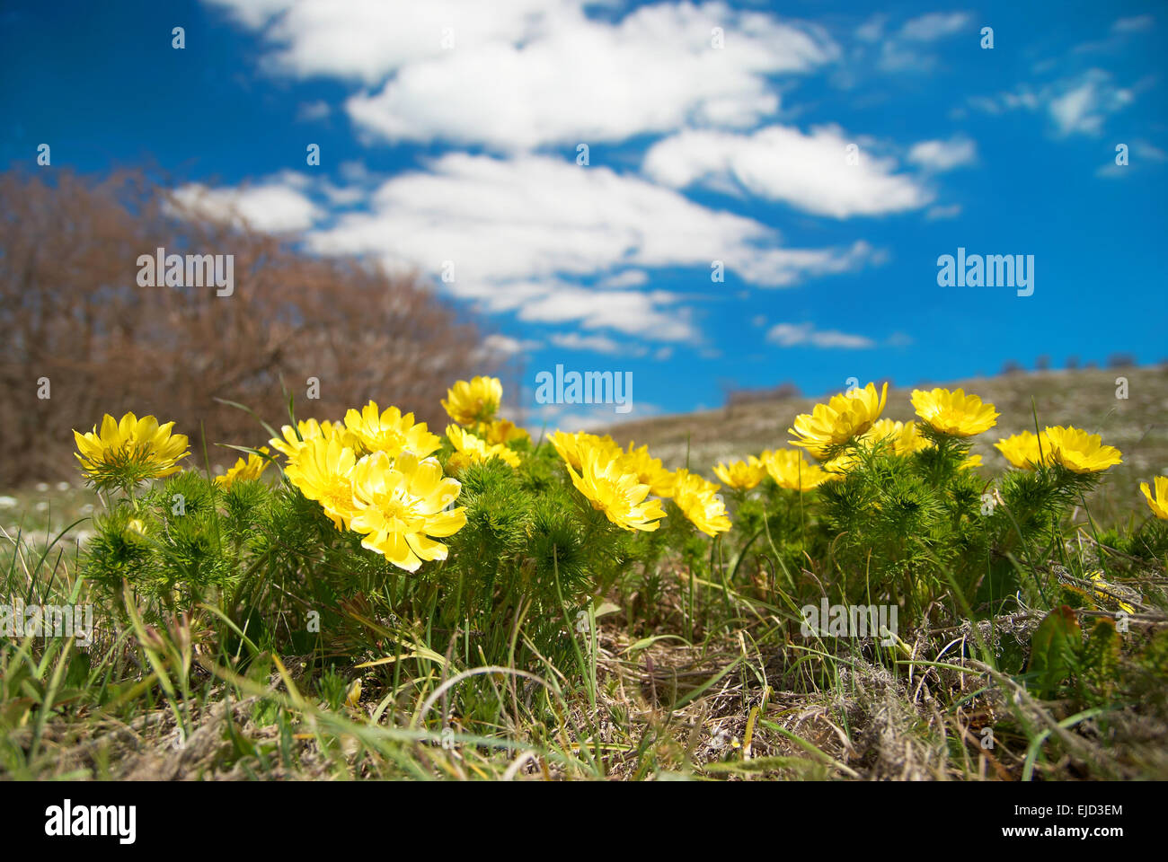 Adonis flowers Banque de photographies et d’images à haute résolution ...