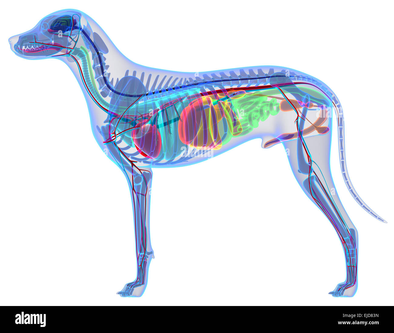 L'anatomie du chien - Anatomie interne d'un chien Photo Stock - Alamy