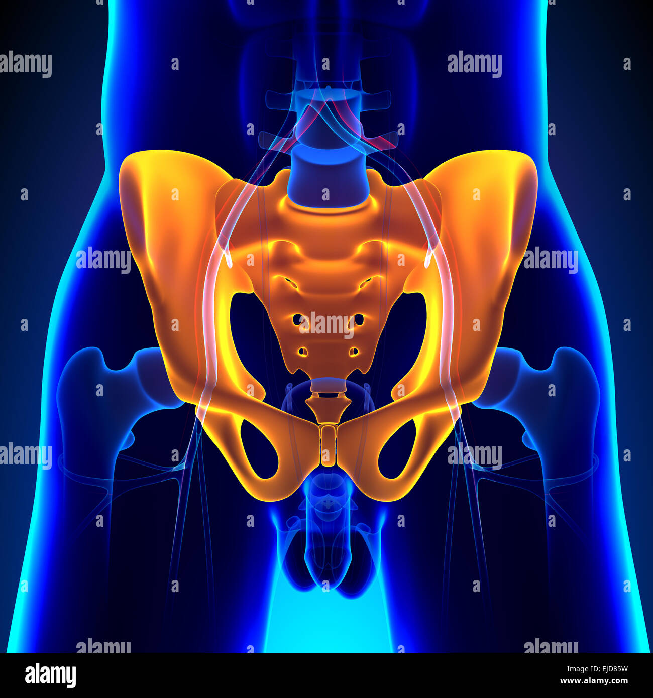 Os Du Bassin Banque d'image et photos - Alamy