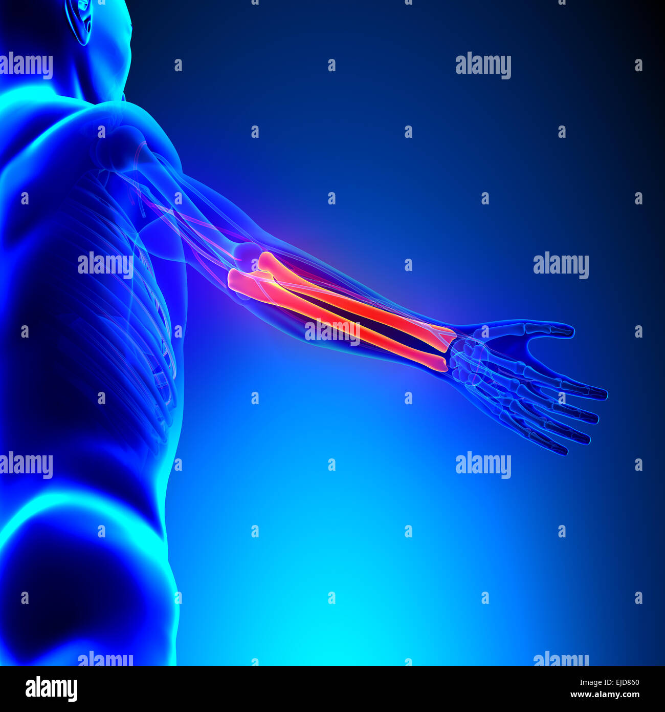 Cubitus Radius Anatomie les os avec le système circulatoire Photo Stock ...