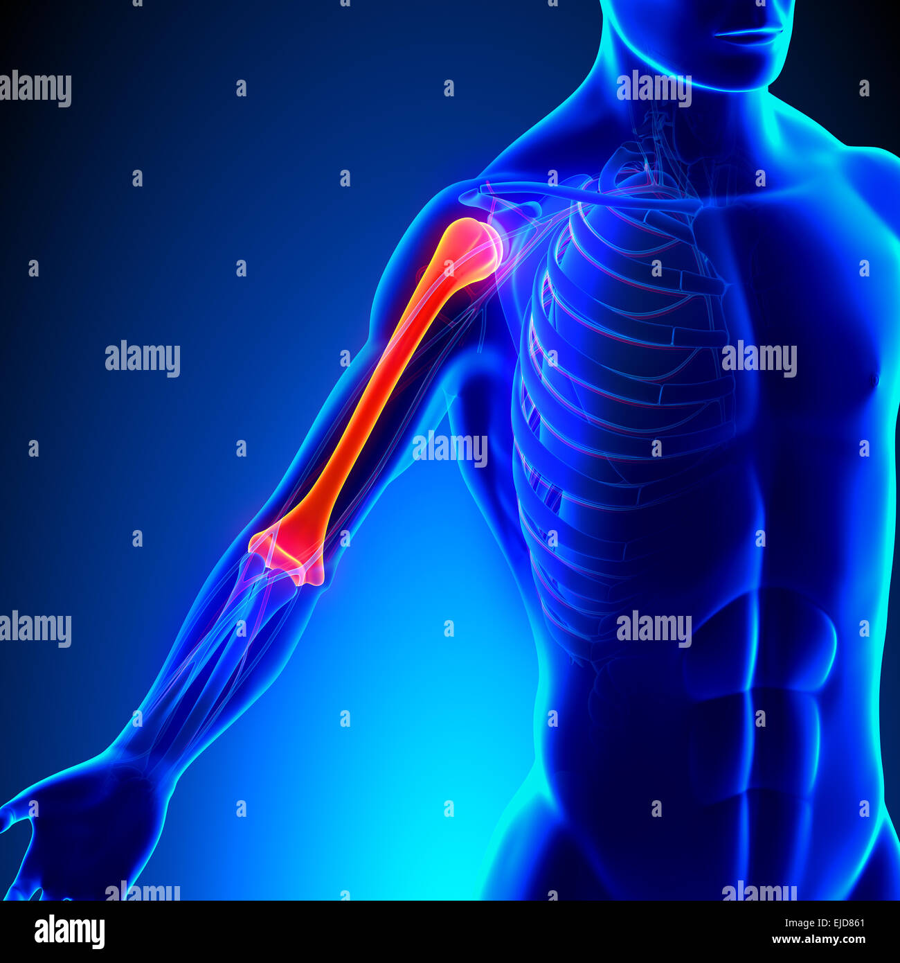 Anatomie de l'humérus avec le système circulatoire Photo Stock - Alamy