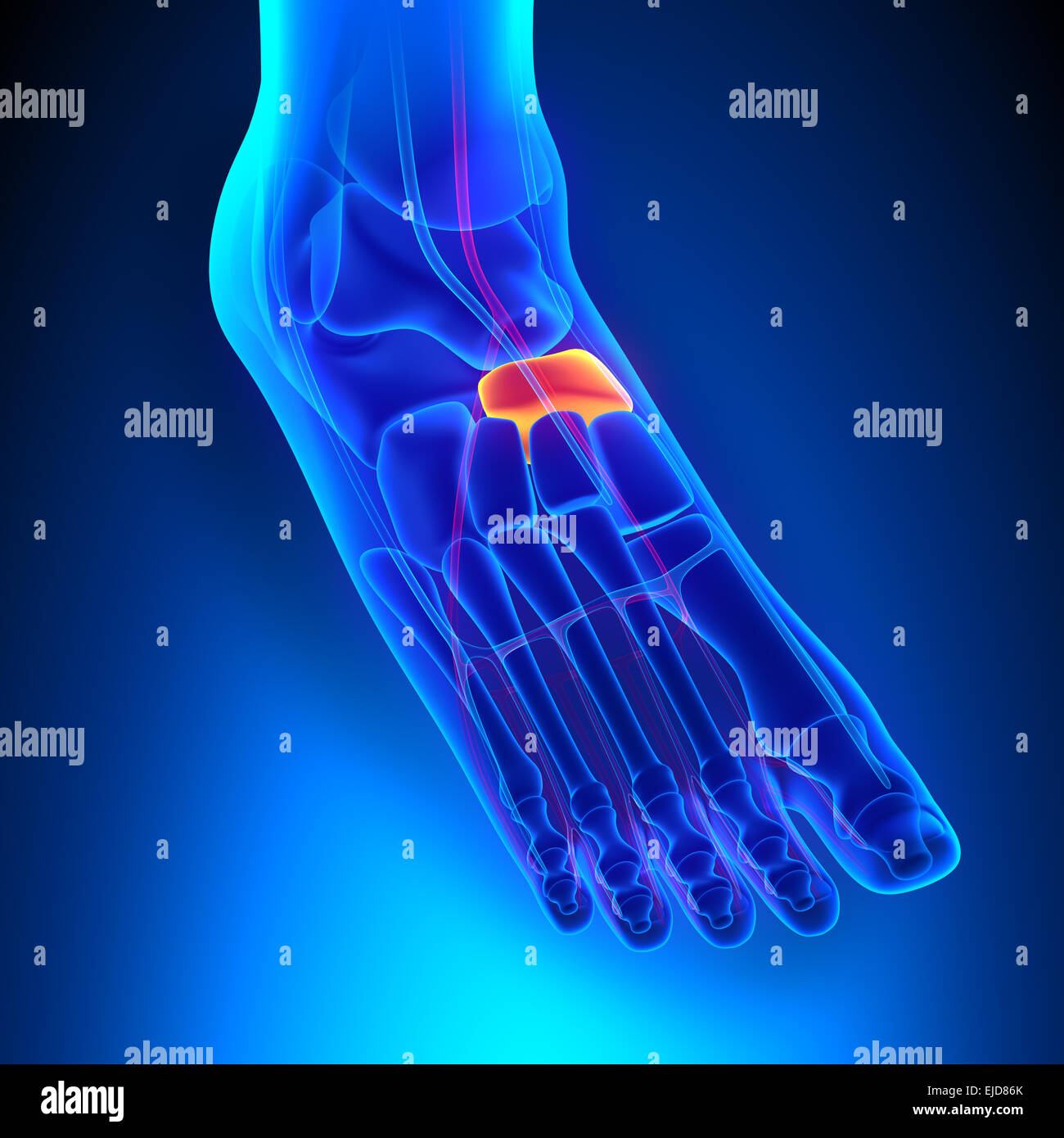 Anatomie de l'os naviculaire avec système circulatoire Photo Stock - Alamy