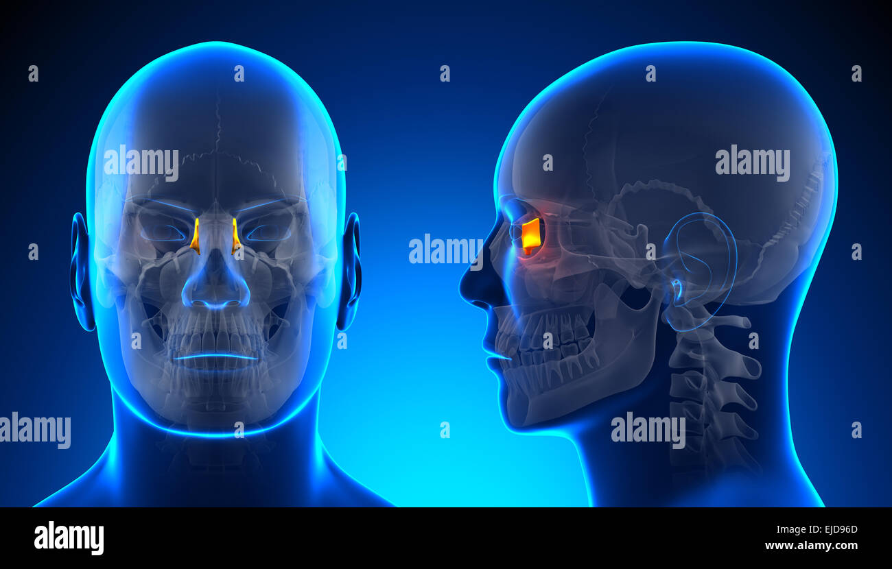 Os lacrymal Banque de photographies et d’images à haute résolution - Alamy