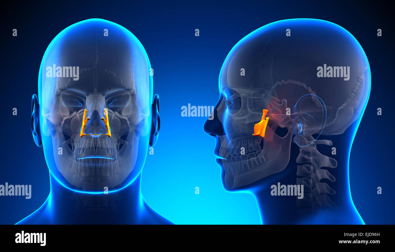 Os palatin Banque de photographies et d’images à haute résolution - Alamy