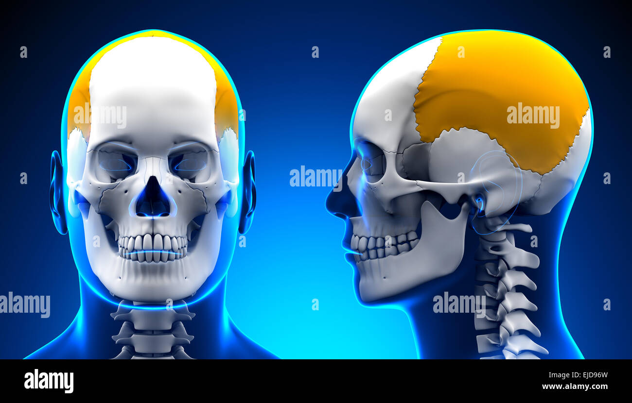 Os pariétal mâle anatomie du crâne - concept bleu Photo Stock - Alamy