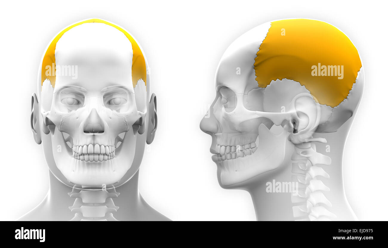 Os pariétal mâle anatomie du crâne - isolated on white Photo Stock - Alamy