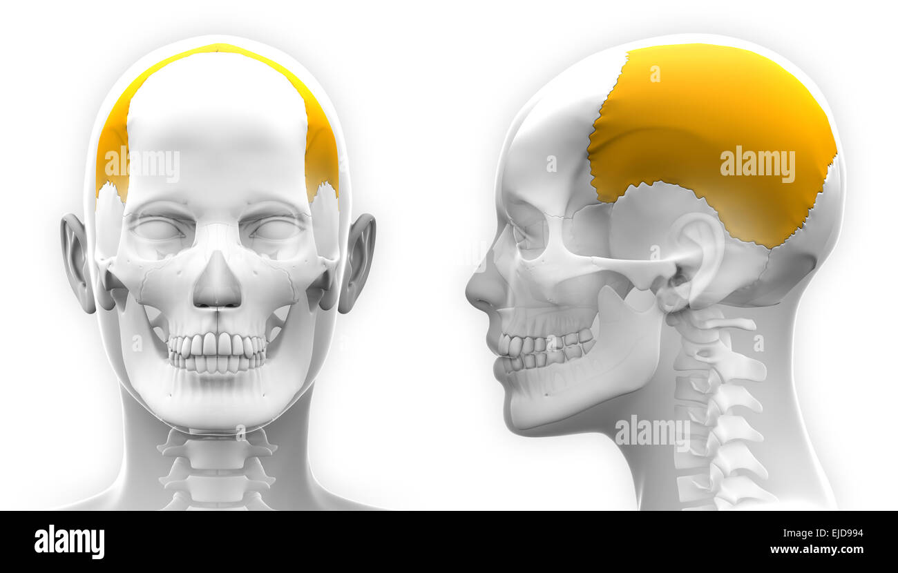 Os pariétal féminin anatomie du crâne - concept bleu Photo Stock - Alamy