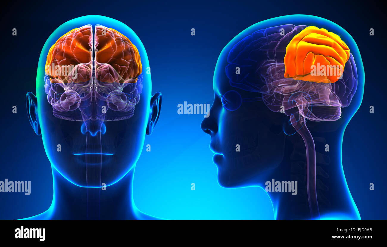 Anatomie du cerveau parietal Banque de photographies et d’images à ...