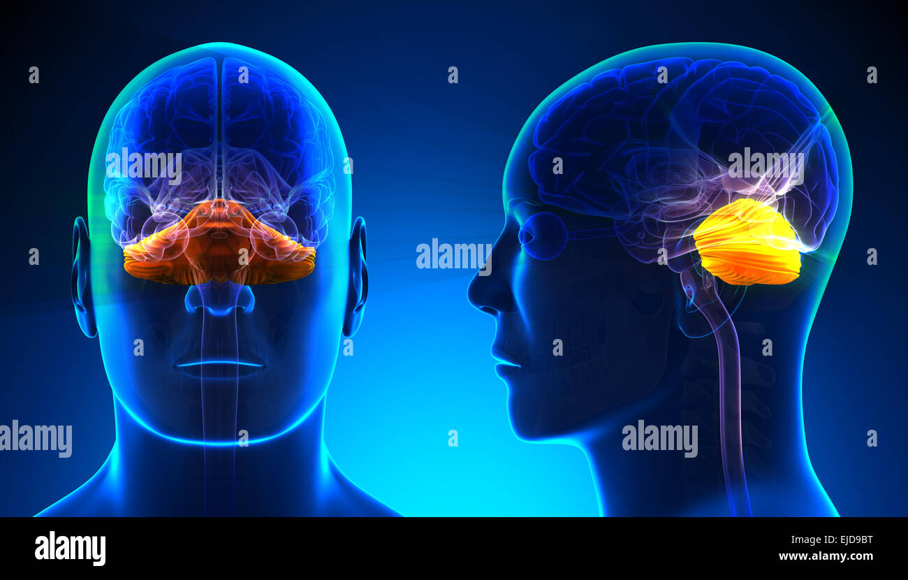 L'anatomie du cerveau cervelet mâle - concept bleu Photo Stock - Alamy