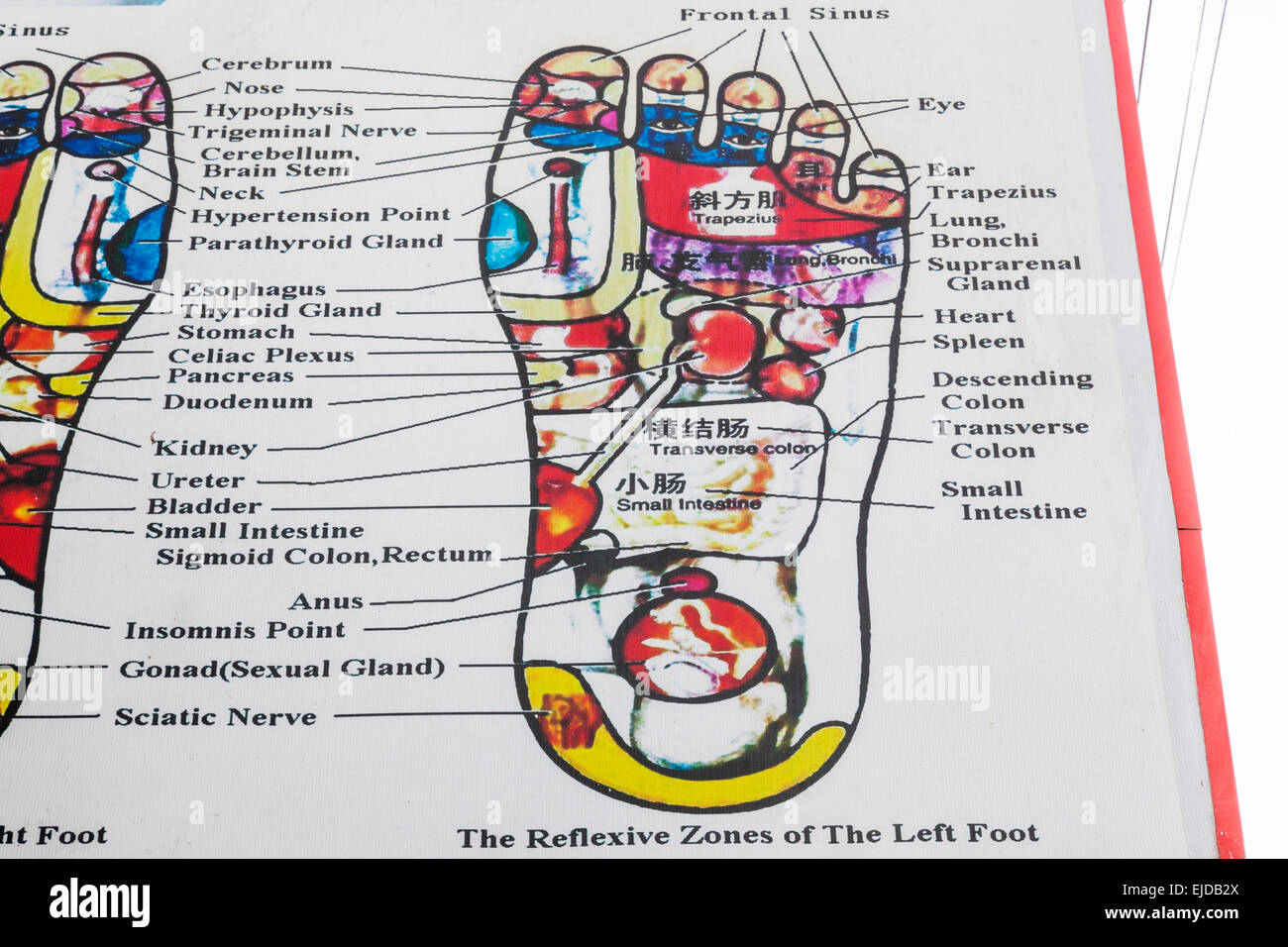 Reflexology foot chart Banque de photographies et d’images à haute ...