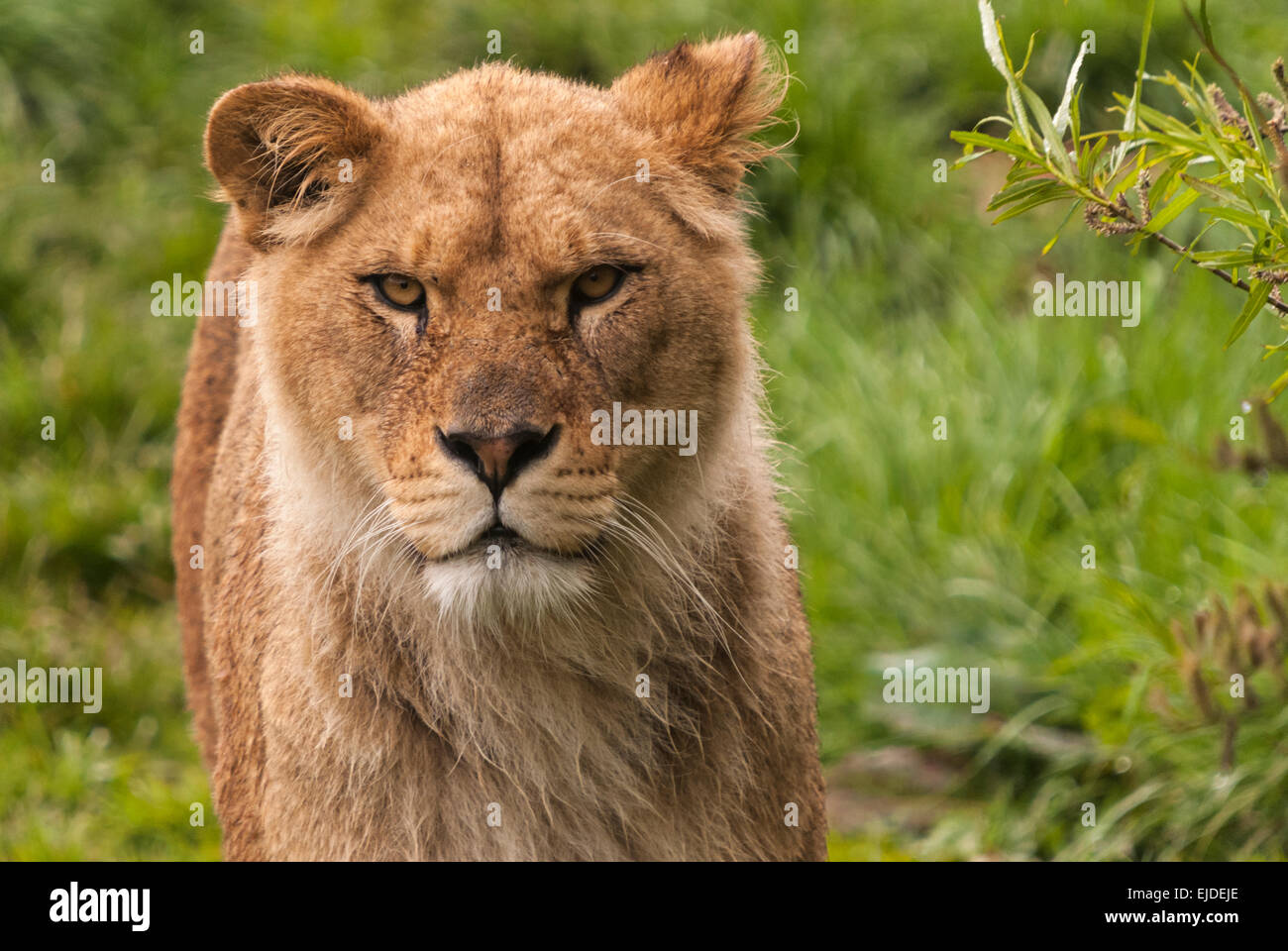 Méchant lion Banque de photographies et d’images à haute résolution - Alamy