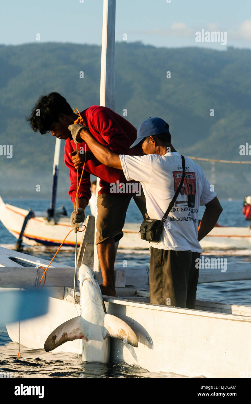 Terre de requin Banque de photographies et d’images à haute résolution ...