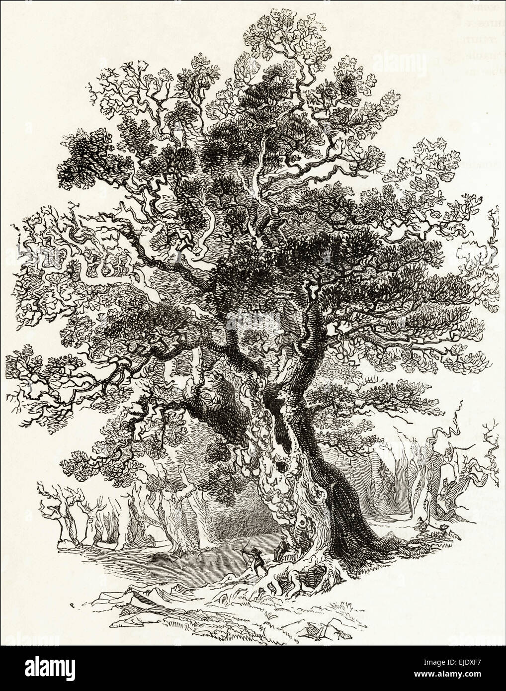 Arbre gravure Banque de photographies et d’images à haute résolution ...