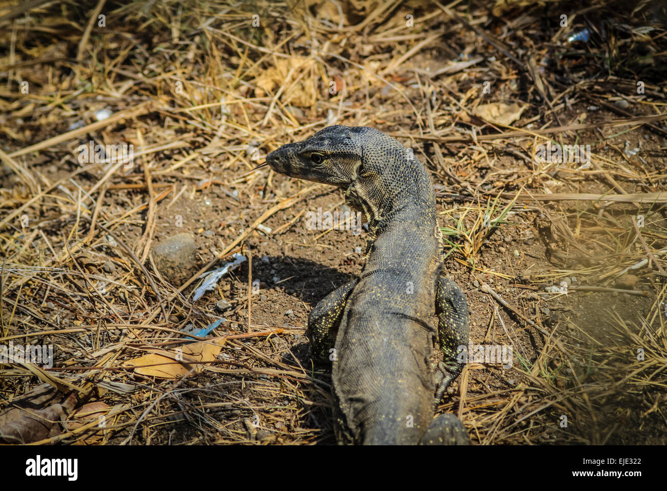 Varan bali indonesia Banque de photographies et d’images à haute ...