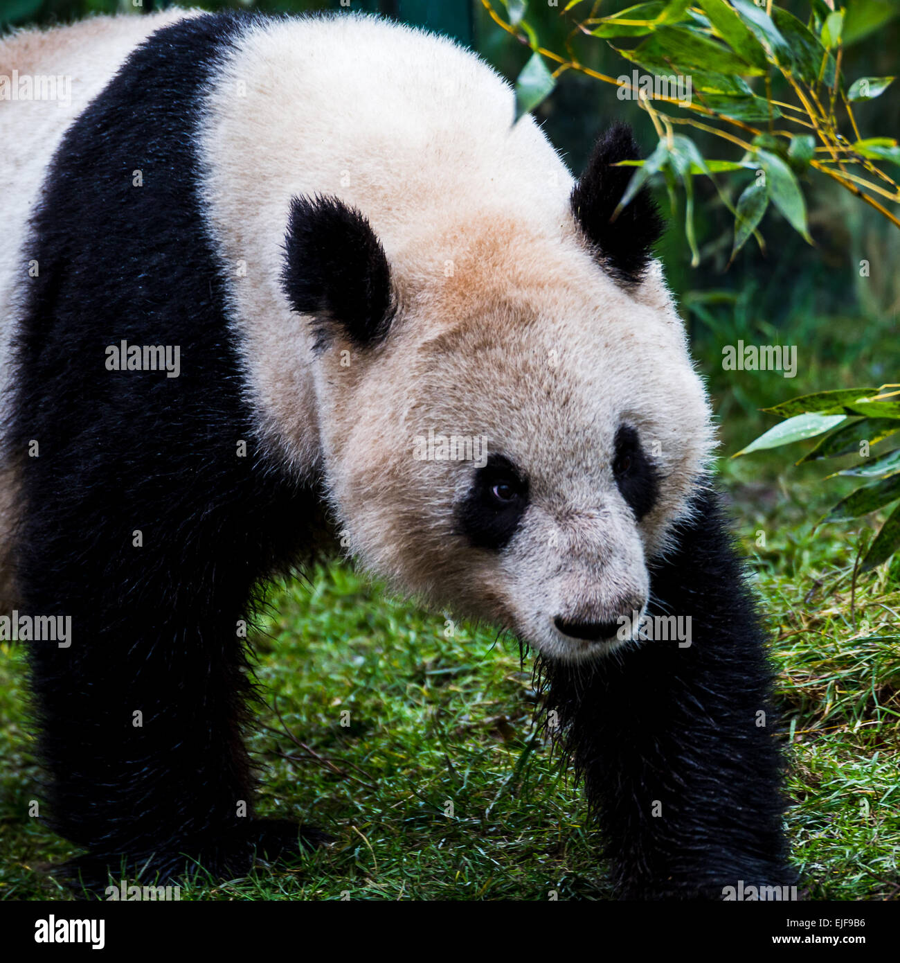 Giant panda bear walking Banque de photographies et d’images à haute ...