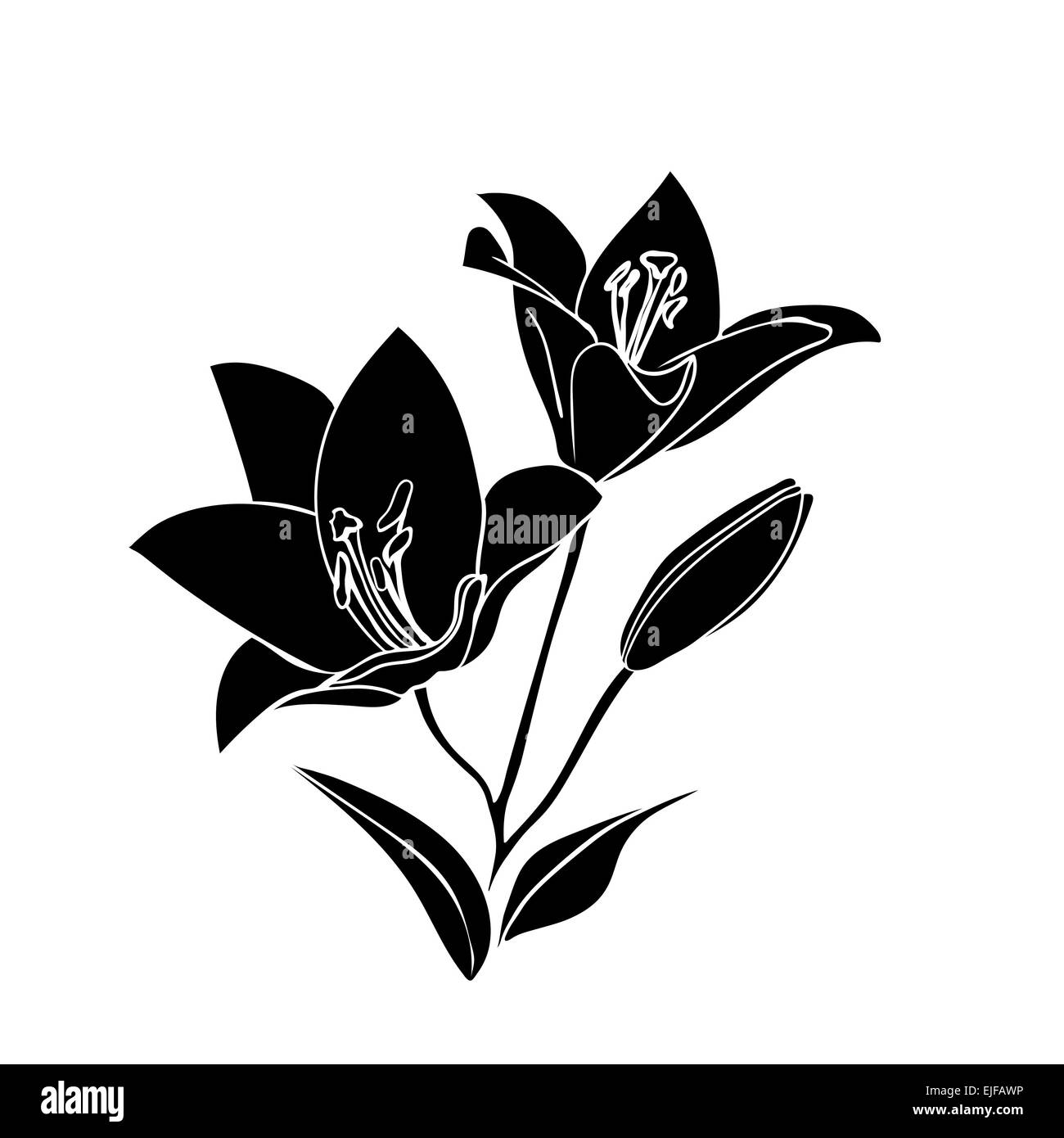 Silhouette de lys Banque de photographies et d’images à haute résolution - Alamy